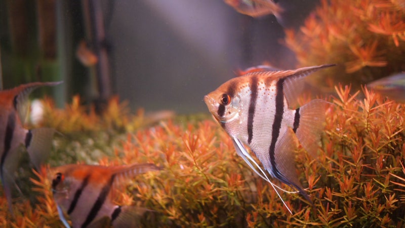 마나 카푸르 레드 백 에인절피시/엔젤 피시(Manacapuru Red Head/Back Angelfish) : 네이버 블로그