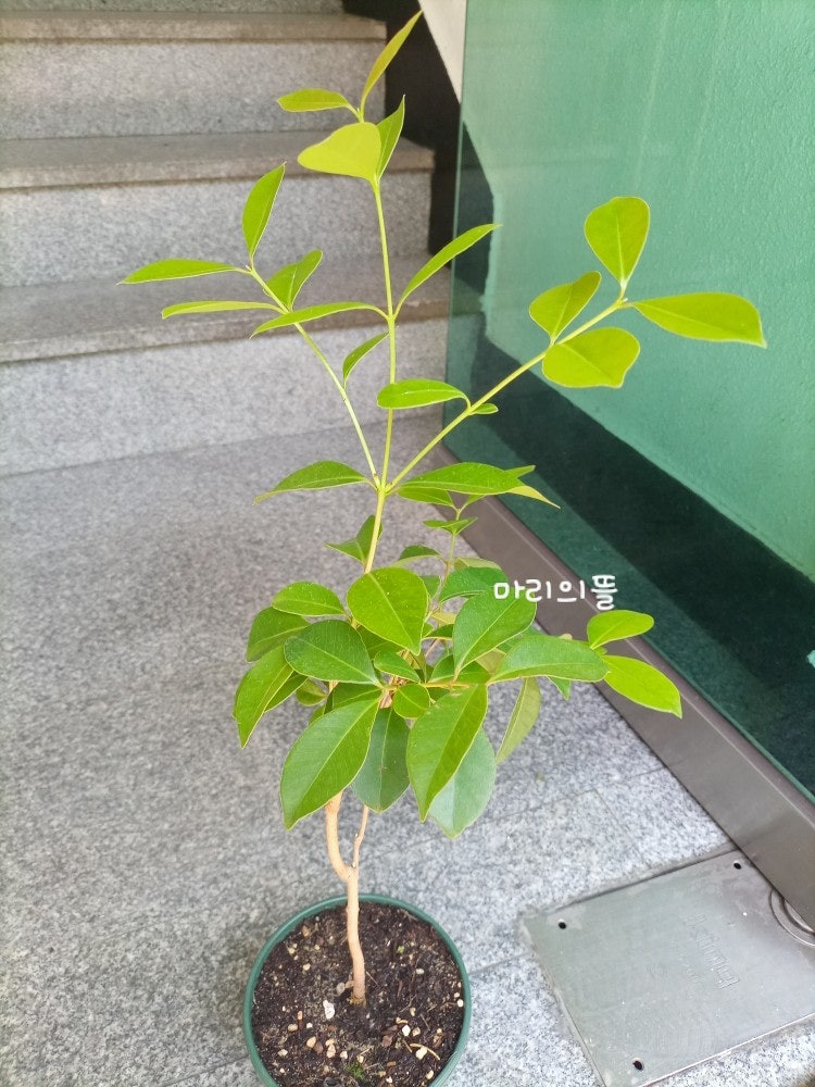 딸기구아바키우기딸기구아바나무딸기구아바분갈이 네이버 블로그