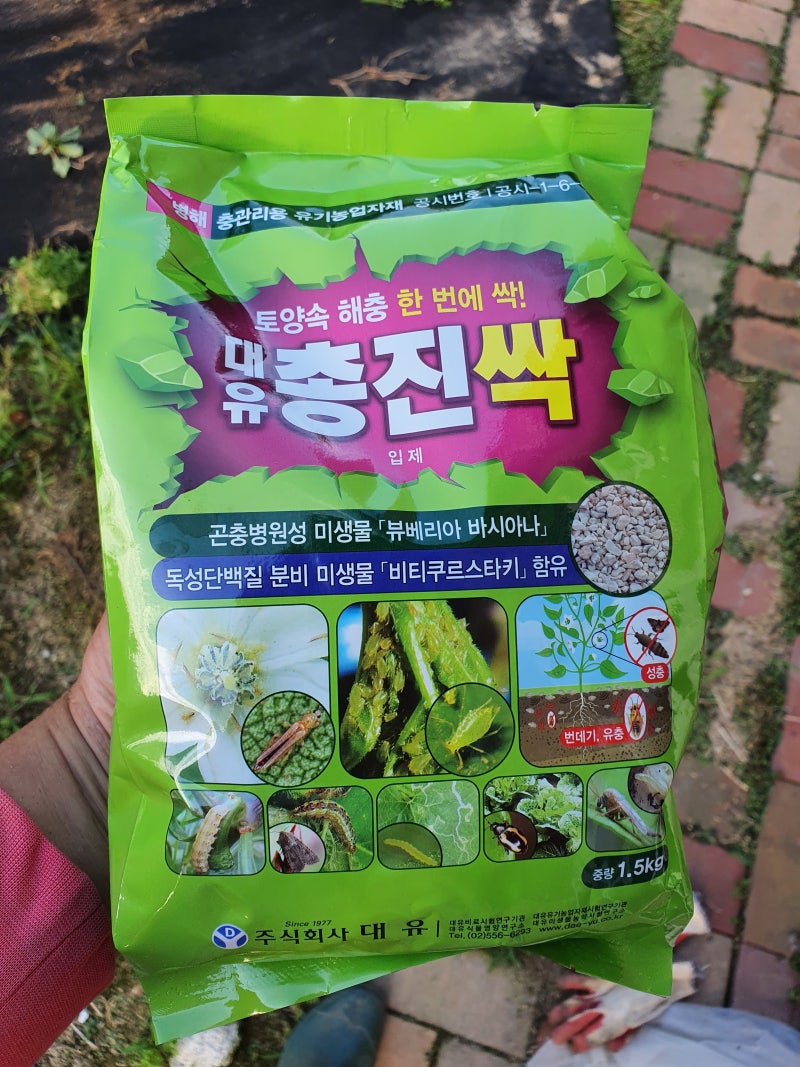 여름 가을 쪽파심는시기 수확시기 쪽파종자 쪽파씨 씨앗 심기 재배 키우기 방법 네이버 블로그