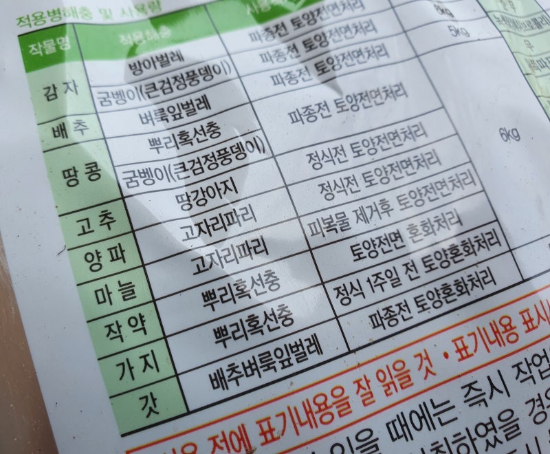 여름 가을 쪽파심는시기 수확시기 쪽파종자 쪽파씨 씨앗 심기 재배 키우기 방법 네이버 블로그