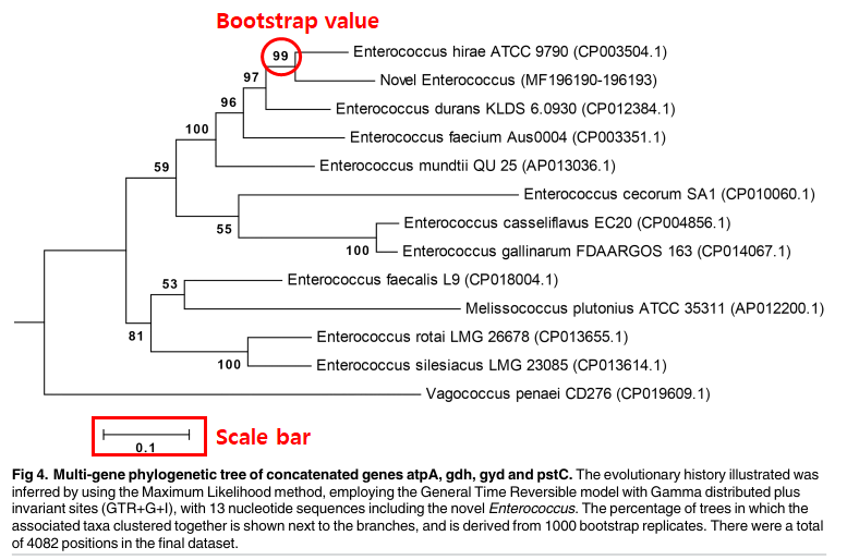 [미생물] 계통발생학, Phylogenetic tree, Identification, 16S rRNA 핵심 요약 정리 : 네이버 블로그