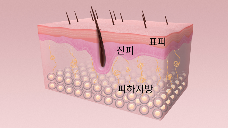 의사가 말해주는 피부 구조표피 진피 네이버 블로그