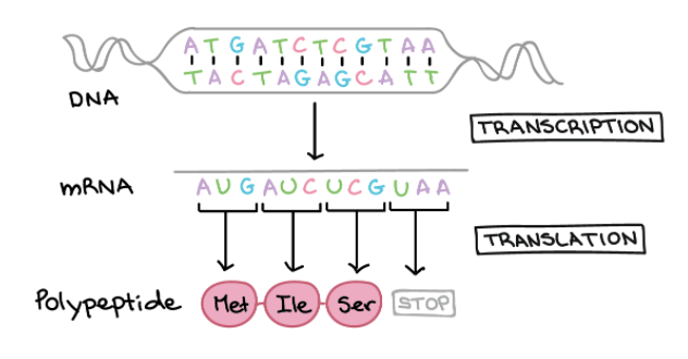 [미생물] ORF vs CDS, exon vs intron, splicing, UTR, 5'CAP, poly A tail 핵심 ...