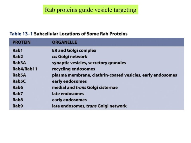 단백질의 생성 과정 (4. protein intracellular membrane traffic) : 네이버 블로그