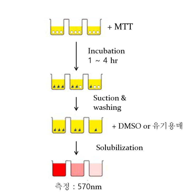 [LAB파토리 #3] 세포 독성 Test / MTT Assay : 네이버 블로그