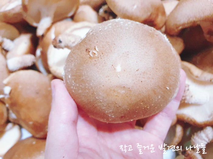 표고버섯 보관법 씻기 손질 방법 간단해요 네이버 블로그