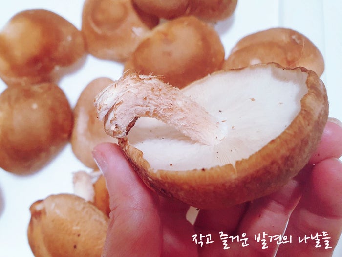 표고버섯 보관법 씻기 손질 방법 간단해요 네이버 블로그
