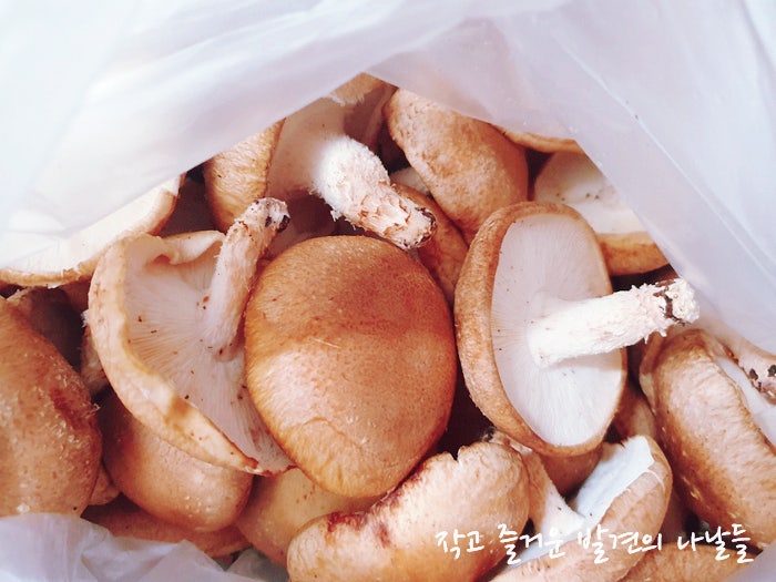 표고버섯 보관법 씻기 손질 방법 간단해요 네이버 블로그