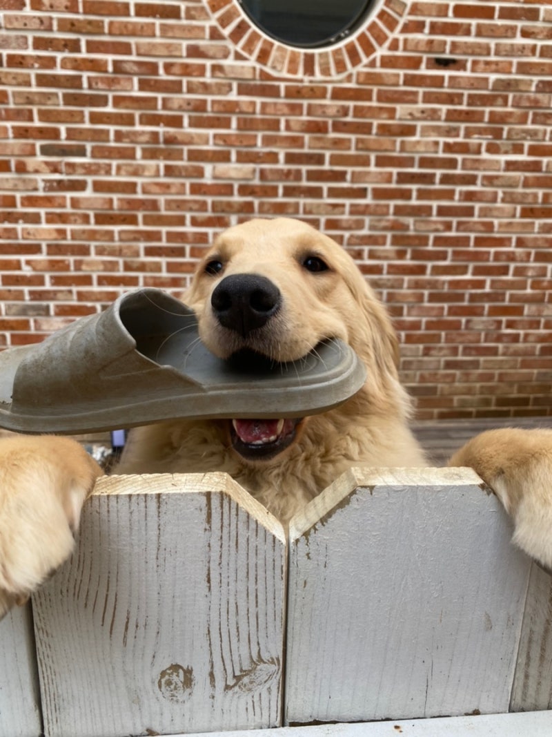 좋아하는 것을 말하고 싶어서 만든 컬렉션(3) : 네이버 블로그