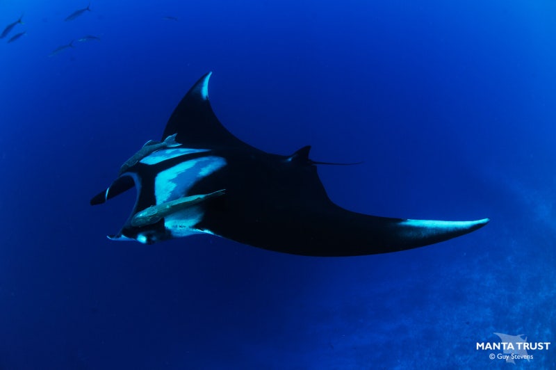 만타가오리(Mobula birostris) : 네이버 블로그