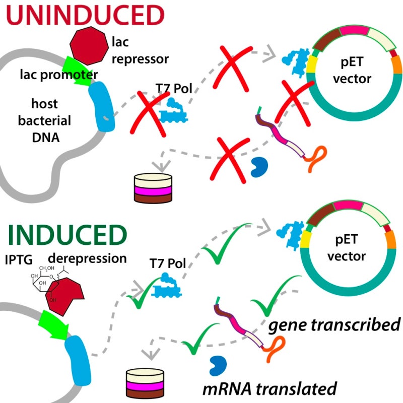 [생명과학 심화반] IPTG induction of protein expression(IPTG induction) : 네이버 블로그