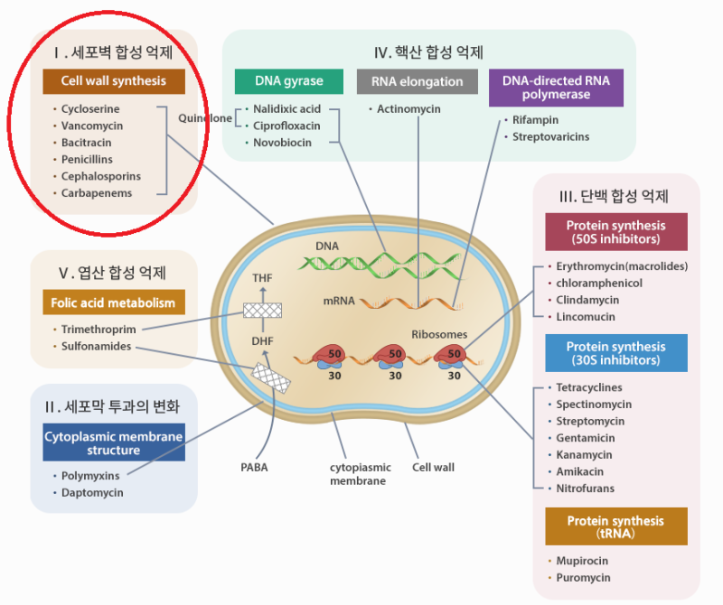 페니실린계 항생제 효능 효과 주의사항 부작용 알아봐요넥모클린듀오시럽 넥모클린정 아목시실린 등 네이버 블로그