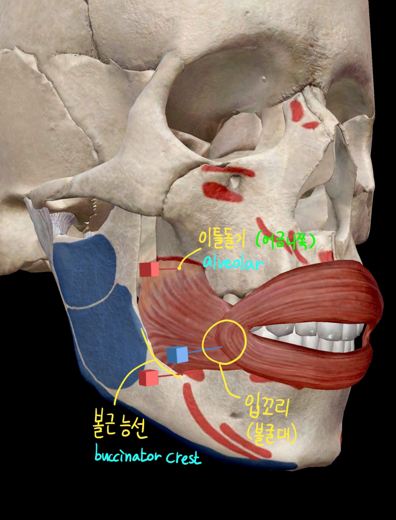 [머리 근육] 표정 근육 - 3) 입무리 (oral group) : 네이버 블로그