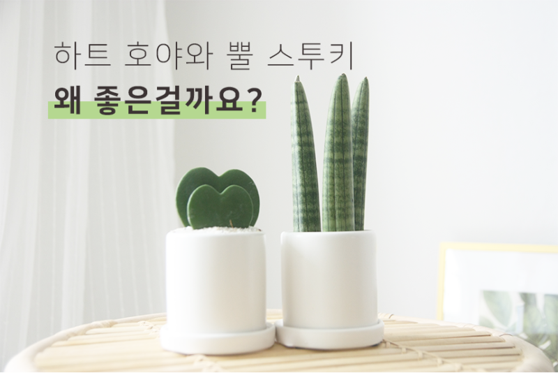 하트호야 뿔 스투키 키우기 물주기 번식 분갈이 네이버 블로그