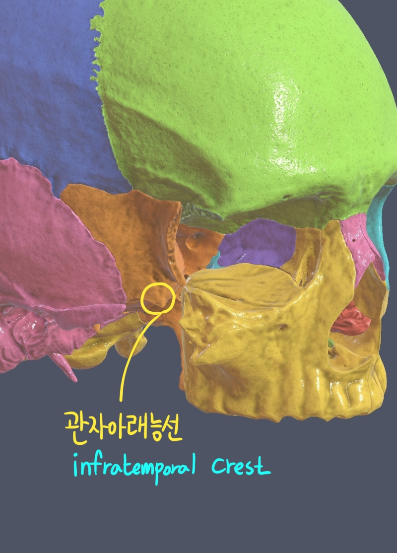 [머리 근육] 씹기 근육 : 네이버 블로그