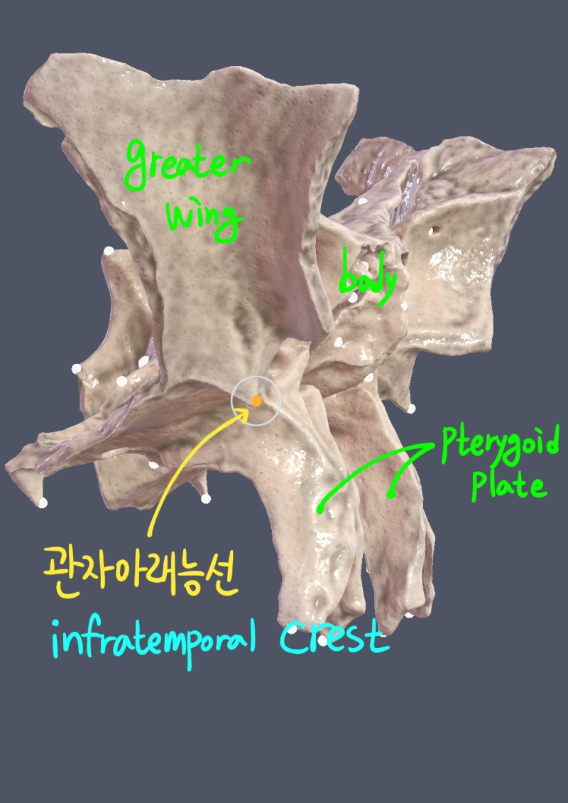 [머리 근육] 씹기 근육 : 네이버 블로그