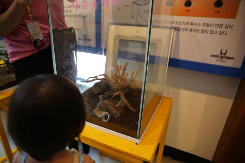 담양 갈만한곳 담양 곤충박물관 아이와 갈만한 곳 추천 네이버 블로그