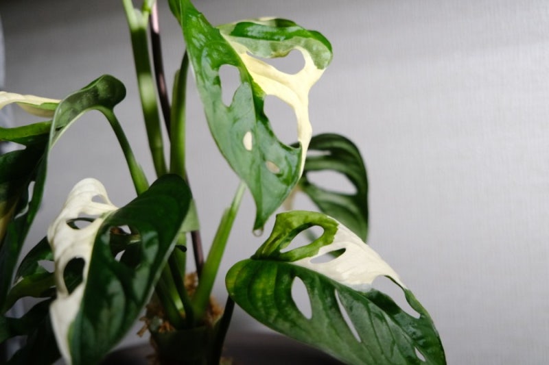 무늬 아단소니 : 네이버 블로그