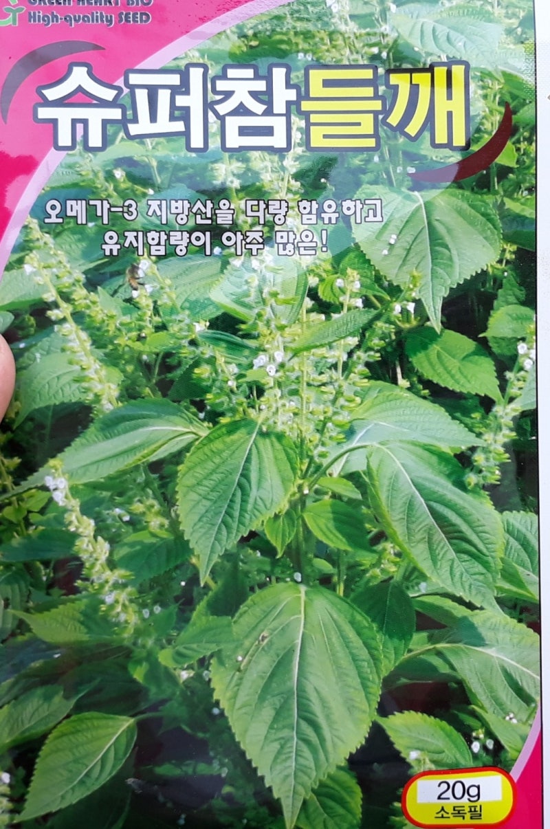 들깨심는시기 들깨 씨앗 파종시기 재배 심기 방법 모종 심는법 네이버 블로그