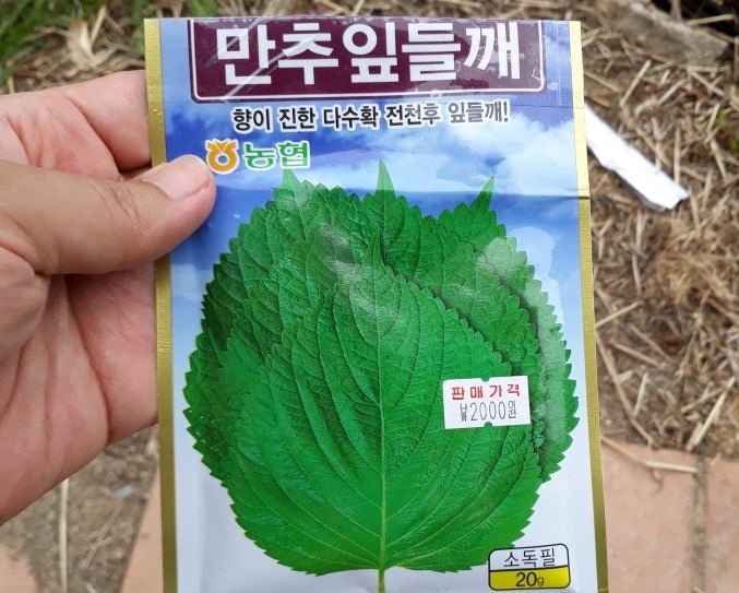 들깨심는시기 들깨 씨앗 파종시기 재배 심기 방법 모종 심는법 네이버 블로그