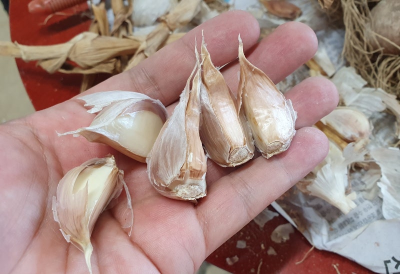 마늘 심는시기 파종시기 마늘심기 간격 깊이 And 마늘수확시기 캐는시기 네이버 블로그