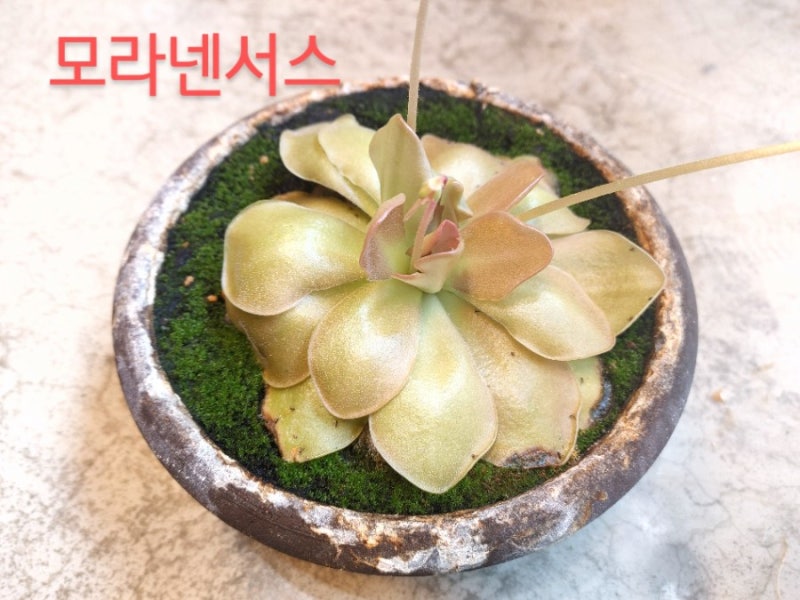 벌레잡이제비꽃 시클로섹타도 식충식물 네이버 블로그