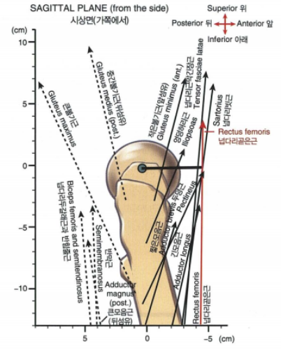 뉴만kinesiology 엉덩관절3 근육기능 네이버 블로그