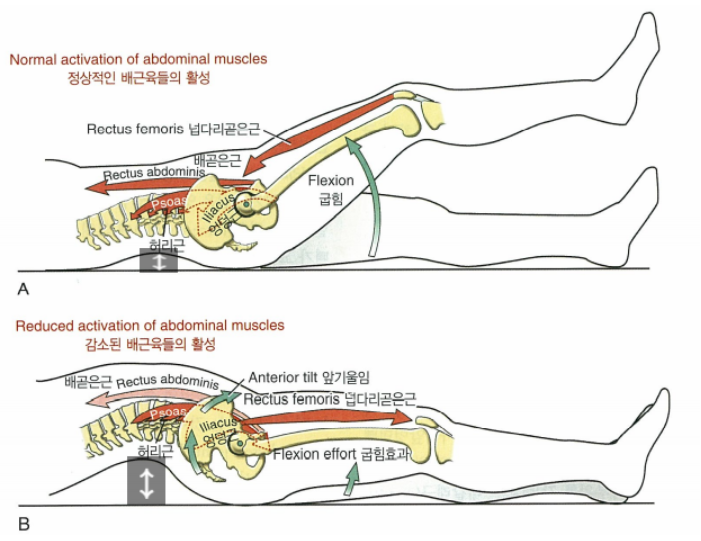뉴만kinesiology 엉덩관절3 근육기능 네이버 블로그