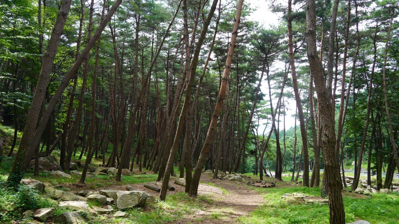 함양 대봉산 휴양밸리 스카이랜드 모노레일과 짚라인 요금 예약 주의점 그리고 대봉 캠핑랜드 요금 예약 완벽 정리 네이버 블로그