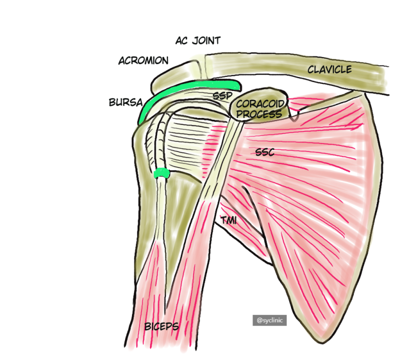 어깨통증 주사치료 3 점액낭주사 Subacromial Subdeltoid Bursa SASD 윤활낭염 초음파검사 치료 : 네이버 블로그