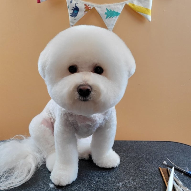 일산애견미용 일산서구애견미용 식사동애견미용 장항동애견미용 덕이동애견미용 정발산동애견미용 탄현동애견미용 대화동애견미용 운정애견미용