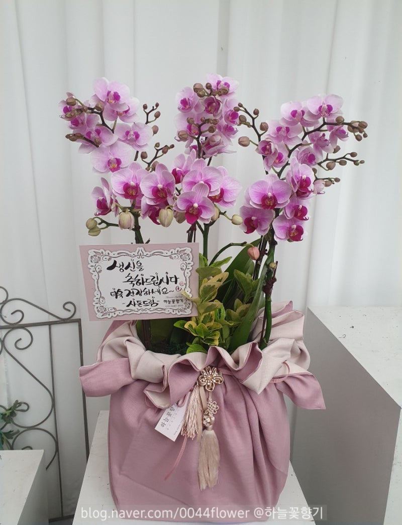 호접난 전주 호접란 서양난 보자기 고급 포장 축하 선물 생신 칠순 회갑 승진 취임 꽃배달 전북 전주시 완산구 덕진구 배송 착한