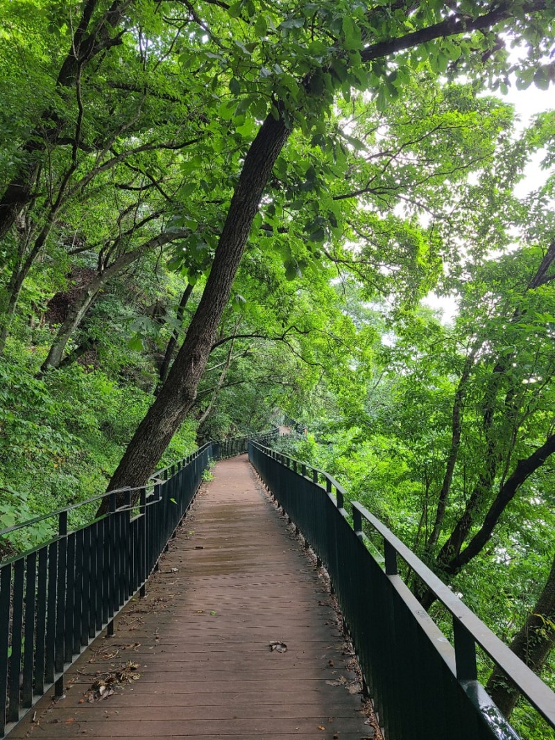 담양 가볼만한 곳 담양 용마루길 산책추월산주차장~전망대~연리지~용마루길 종점~원점 네이버 블로그