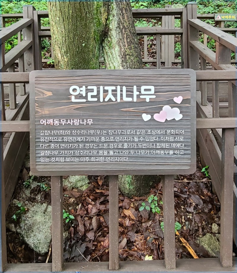 담양 가볼만한 곳 담양 용마루길 산책추월산주차장~전망대~연리지~용마루길 종점~원점 네이버 블로그