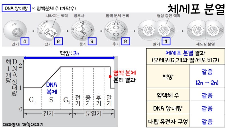 수업계획 생식세포 형성과 유전적 다양성 세포 주기 체세포 분열 감수분열 등 네이버 블로그