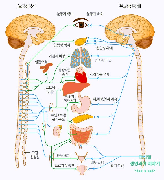 가끔씩 묻고 있는 부교감 신경의 신경세포체 위치 미주신경과 혈당량 조절 이야기 네이버 블로그