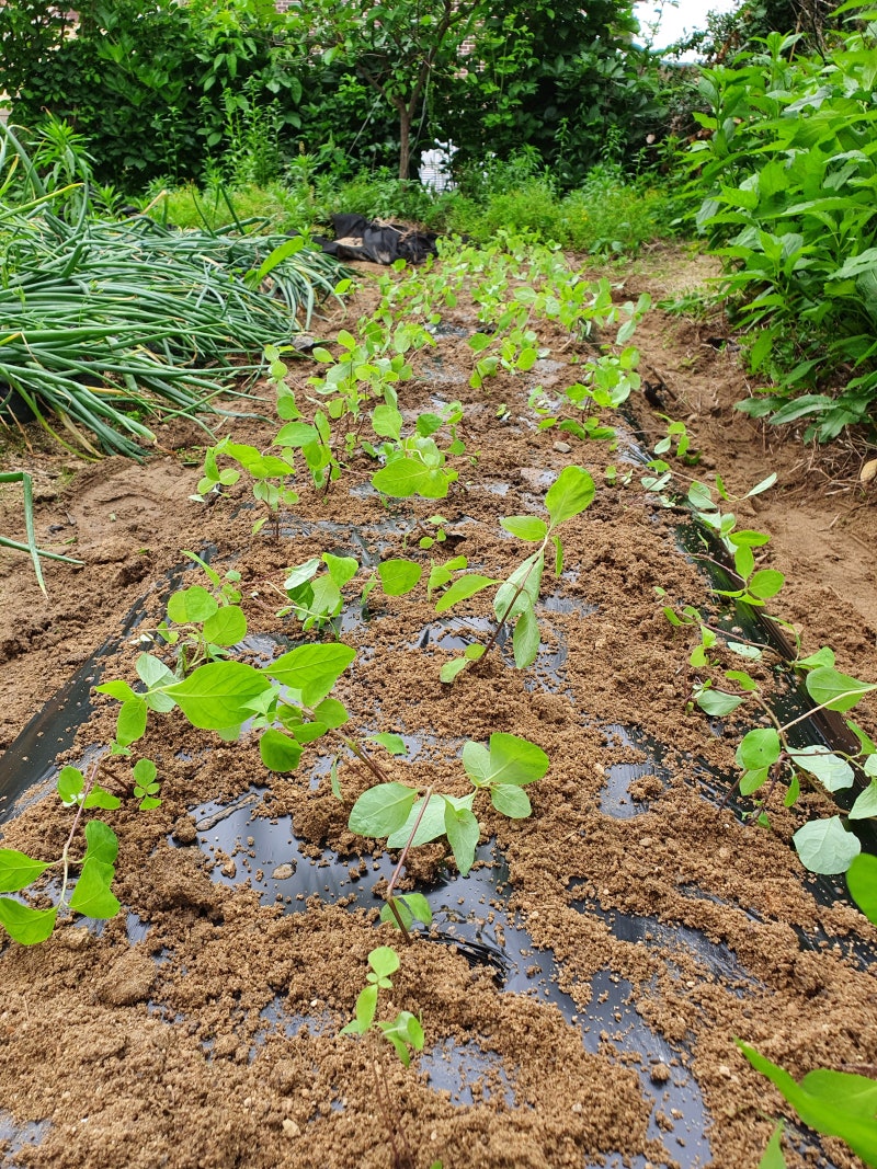 더덕 씨앗 모종 심는시기 더덕꽃 더덕심기 웃거름 순지르기 재배 방법 네이버 블로그