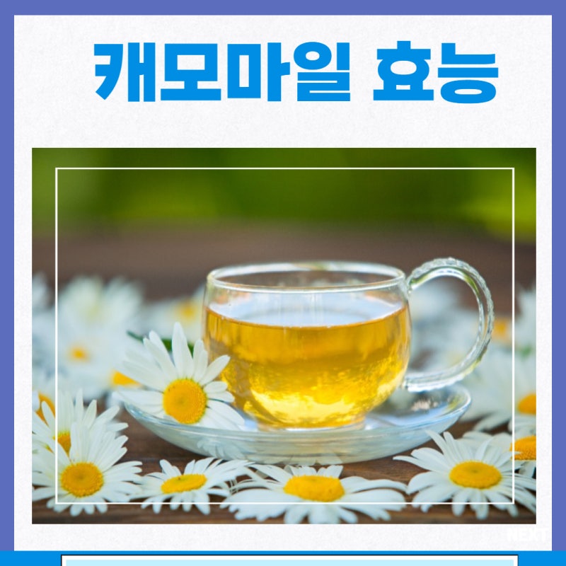 카모마일 부작용 캐모마일차 효능 정리했어요 네이버 블로그