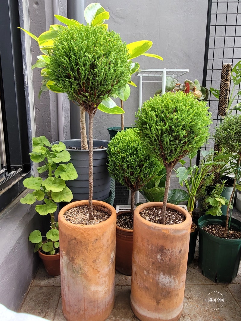 화분 흙 버리기 화분 버리는 법쓰레기 재활용 분리수거 네이버 블로그