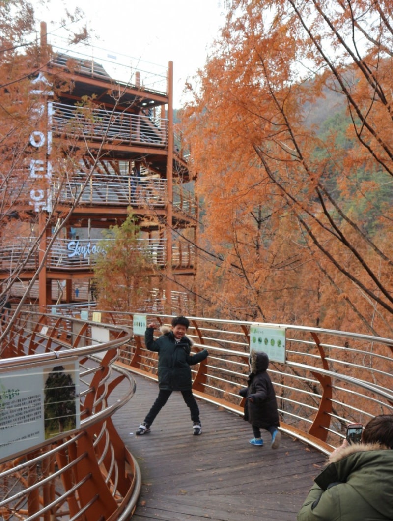 대전 장태산자연휴양림 가을에 꼭 가봐야할 장소 픽 네이버 블로그