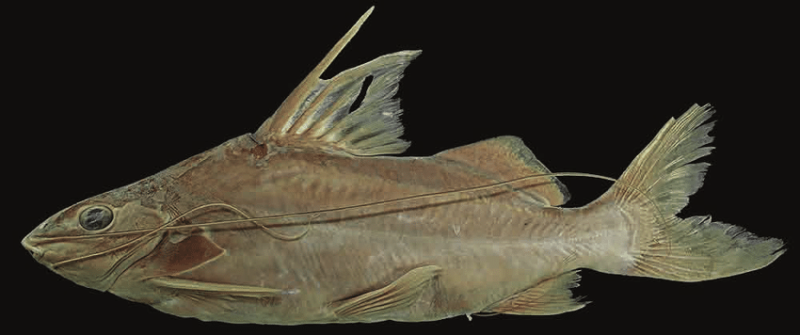 모노닥(Monodactylus argenteus) : 네이버 블로그