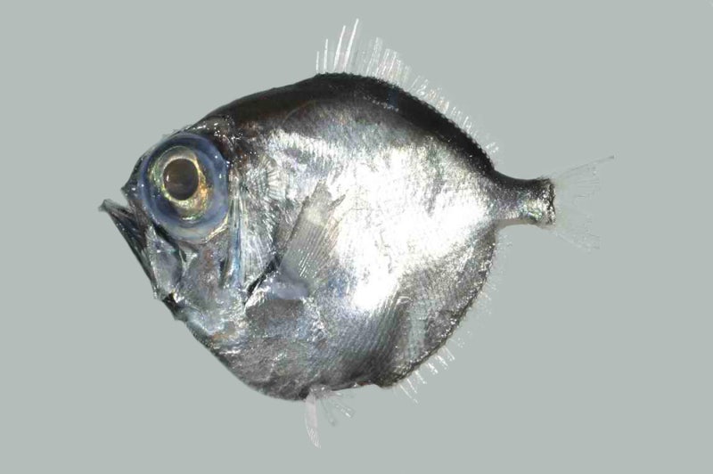 모노닥(Monodactylus argenteus) : 네이버 블로그