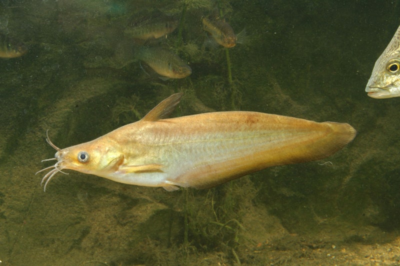 모노닥(Monodactylus argenteus) : 네이버 블로그