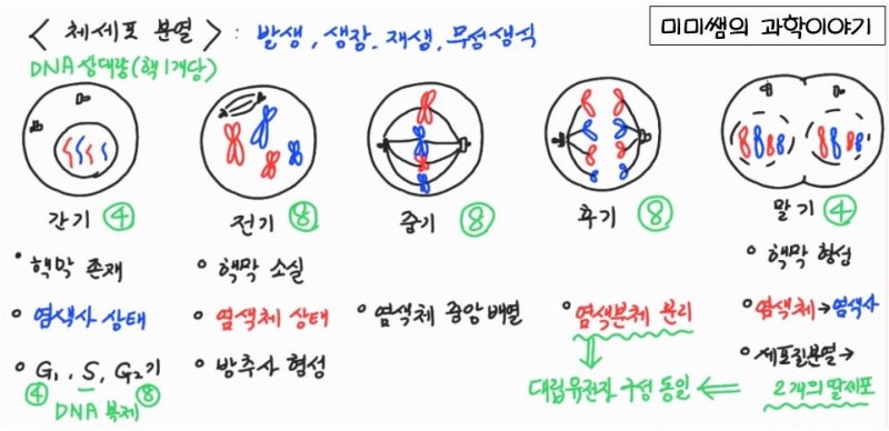 내용정리 및 판서계획 생식세포 형성과 유전적 다양성 세포 주기 체세포 분열 감수분열 등 네이버 블로그