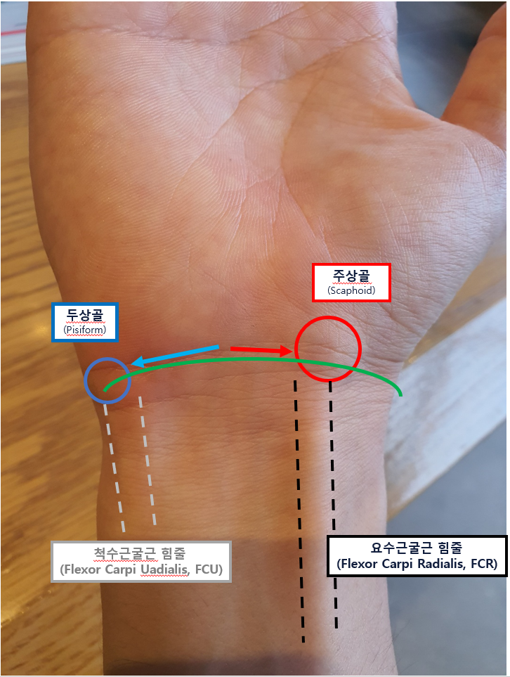 손과 손목의 필수 해부학 2 수근골 Carpal Bones 네이버 블로그