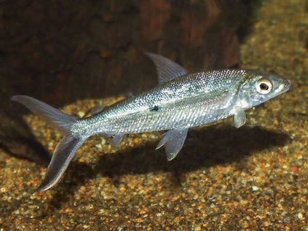 모노닥(Monodactylus argenteus) : 네이버 블로그