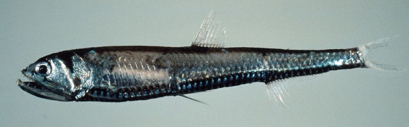 모노닥(Monodactylus argenteus) : 네이버 블로그
