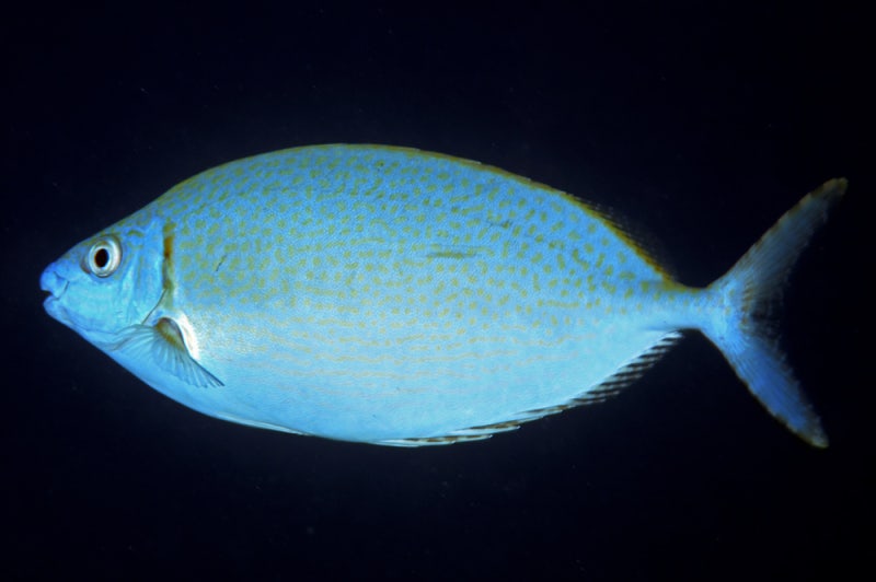 모노닥(Monodactylus argenteus) : 네이버 블로그
