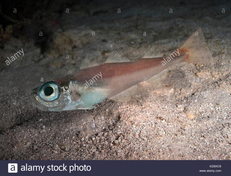 모노닥(Monodactylus argenteus) : 네이버 블로그