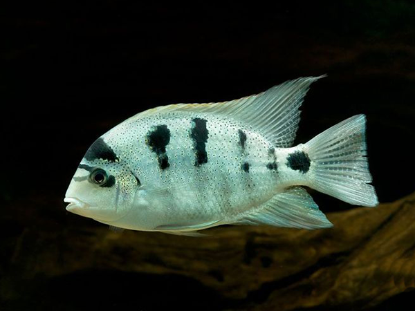 모노닥(Monodactylus argenteus) : 네이버 블로그